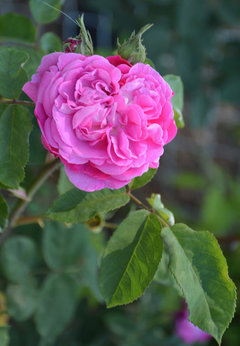 Reine de Violette Color and Bloom Size