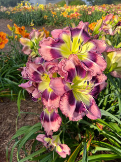 Some of Ron Reimer's and a Few Others from Today