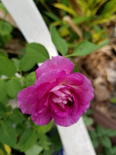 What about Long Ago Roses?