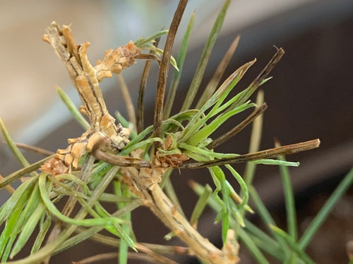 Help Cedar of Lebanon dieback