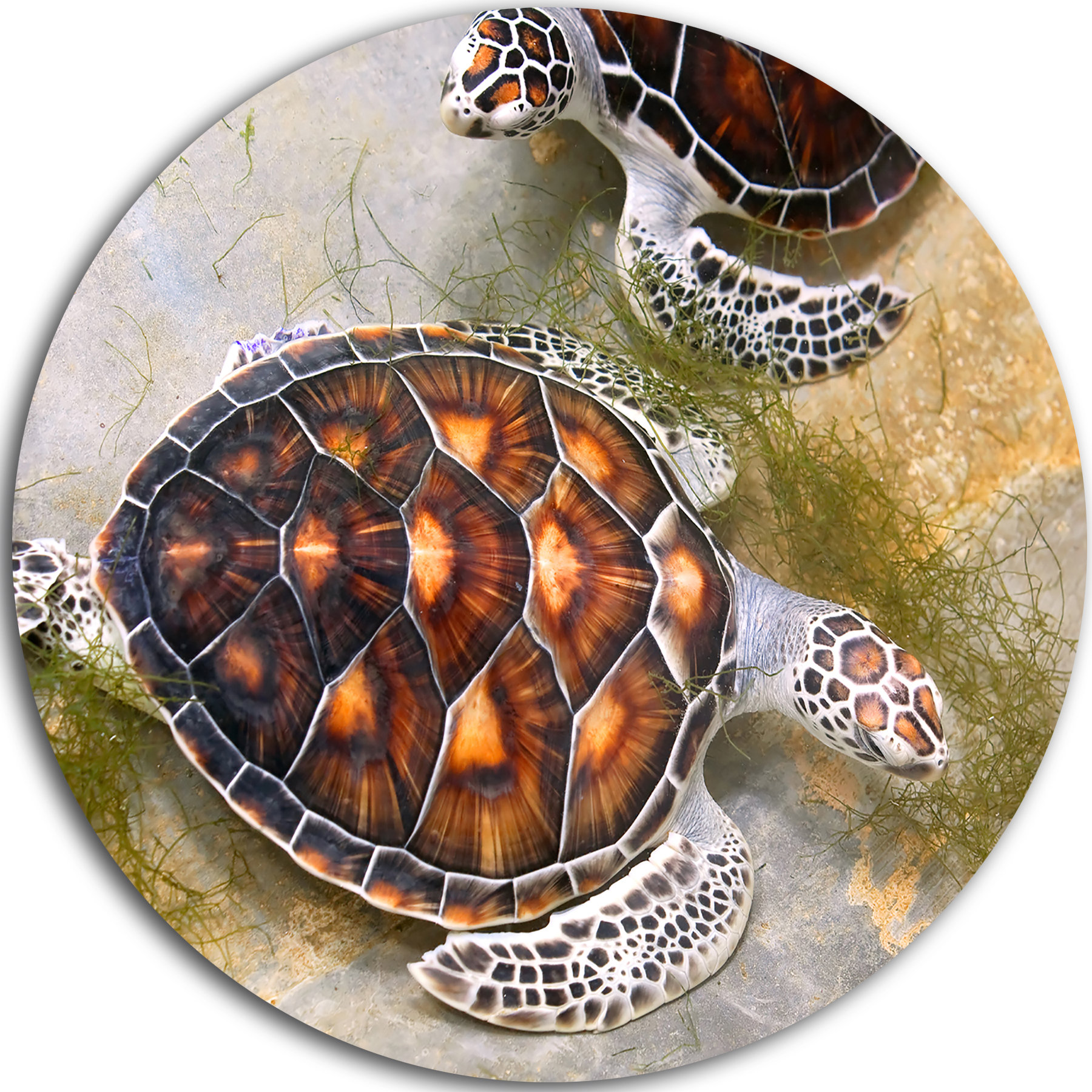 Designart - Sea Turtles in Nursery' Animal Circle Metal Wall Art, Disc ...