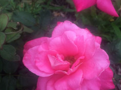 Jessica Hybrid Tea Rose