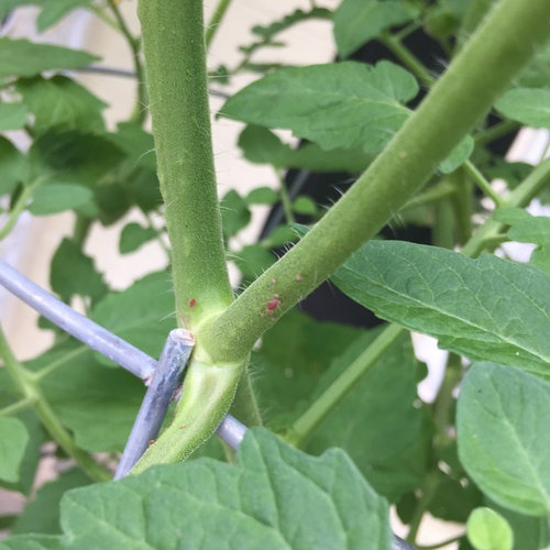 Pink Aphids?