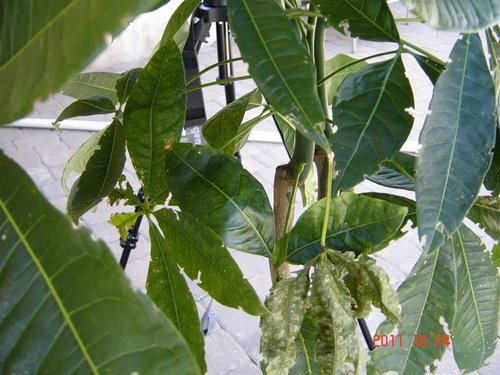 This bug is eating my Money Tree