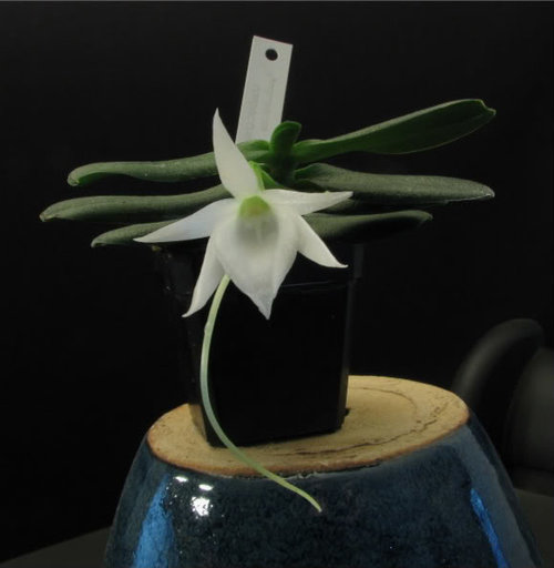 Angraecum compactum