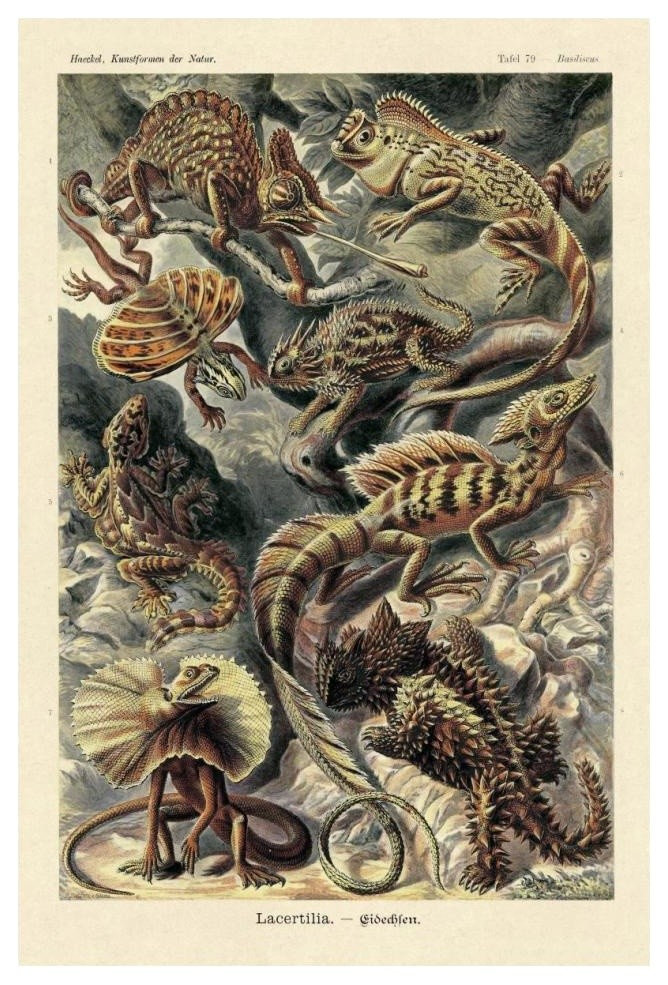 "Haeckel Nature Illustrations: Lizards" Paper Print by Ernst Haeckel ...