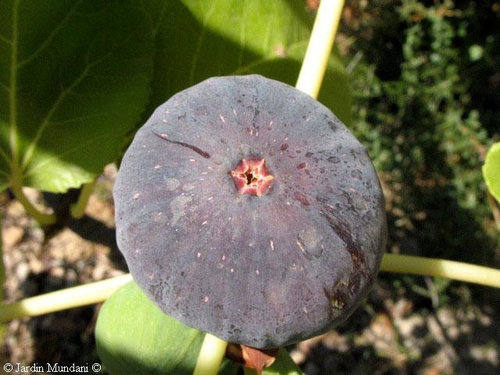 Mundani Botanical Garden