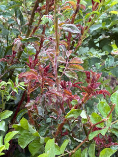 ?RRD - a multiflora rose in the neighborhood.