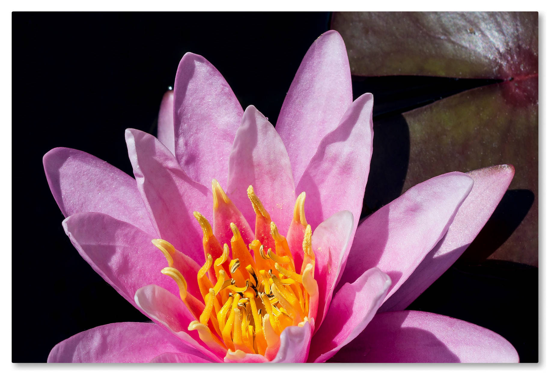 Kurt Shaffer 'Pink Water Lily' Canvas Art, 12x19 - Traditional - Prints ...