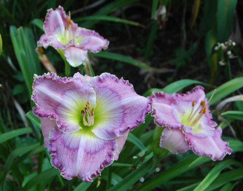 Lavender Daylilies of 2022