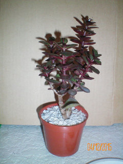 Jade help- should I trim these droopy arms?