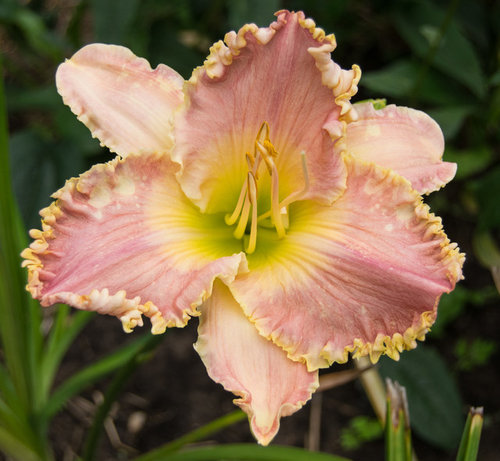 Pink Platypus surprise!