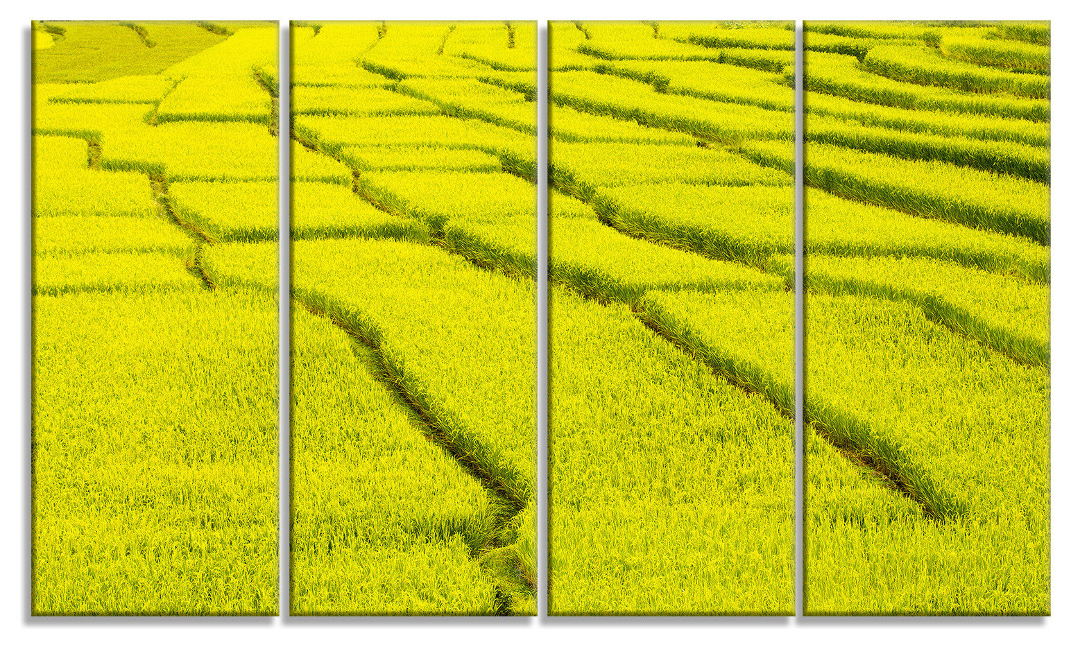 "Rice Field View" Landscape Photography Glossy Metal Wall Art, 48"x28 ...