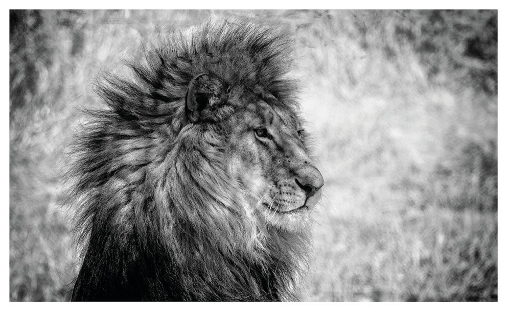 Wild Animal Photographic Artwork | Andrew Martin Lion King, Large ...
