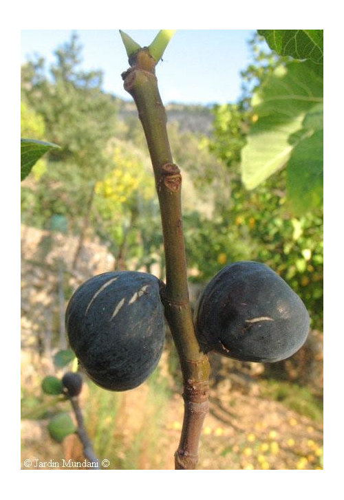 Mundani Botanical Garden