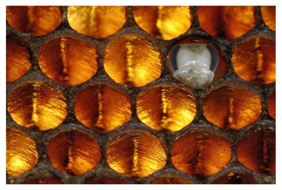 "Honey Bee brood honeycomb with pupa, Germany" Paper Art, 20"x14", 20 ...