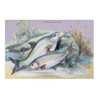 Carp Bream and Roach, 20" x 30" - Prints And Posters - by Buyenlarge ...