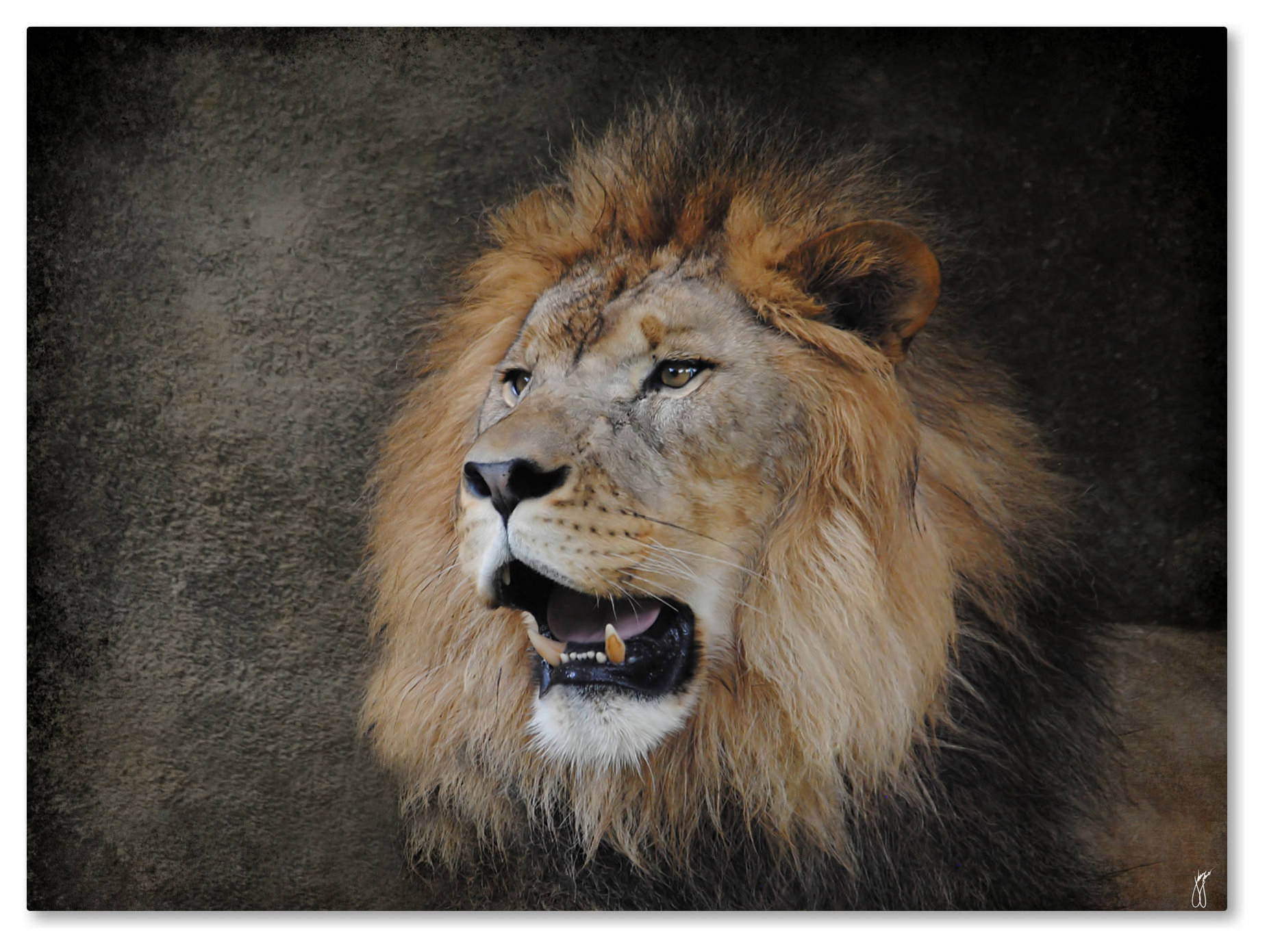 Jai Johnson 'Male Lion Portrait 2' Canvas Art, 24"x18" - Contemporary ...