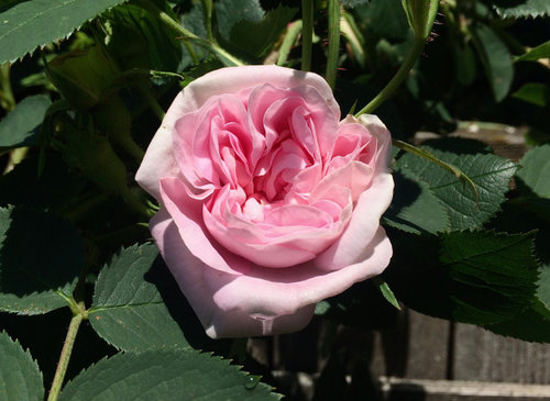 Do You Have Any Alba Rose Photos to Share (2021)?