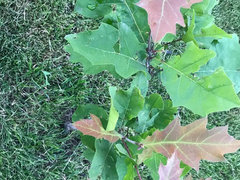 Red oak growth rate