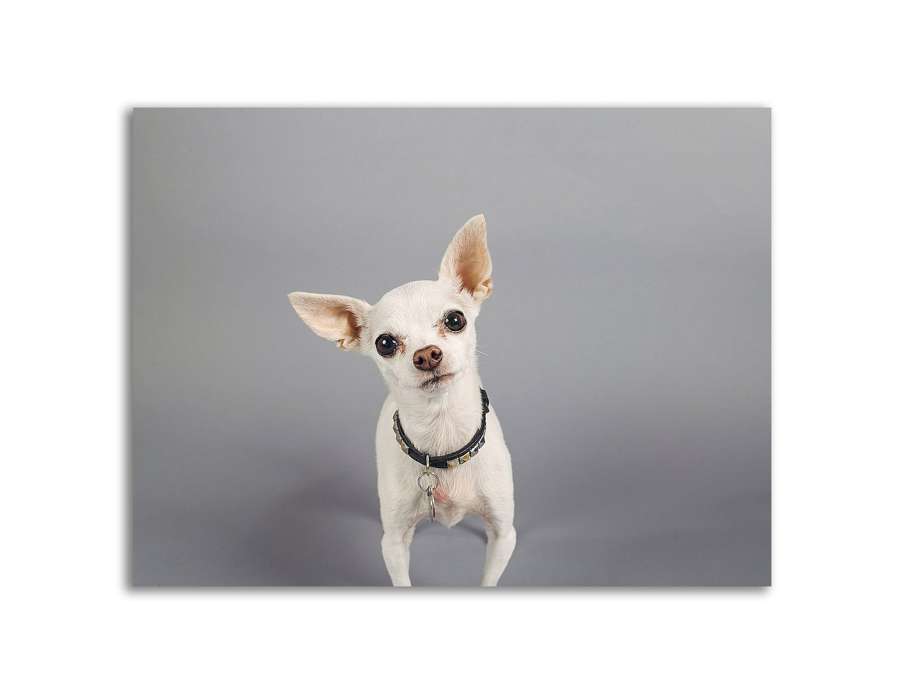 Psssst... by Susan Sabo, Print on Canvas, Ready to Hang - Contemporary ...