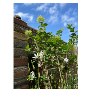 Limelight hydrangeas bringing height and colour into the space ...