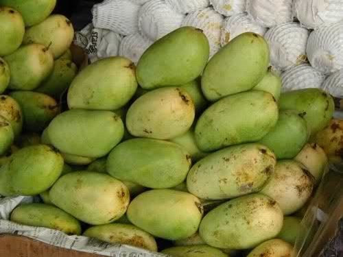 Thai mango varieties