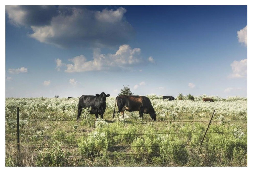 "Cows in a field of wildflowers in rural Hunt County, TX" Paper Art, 20 ...