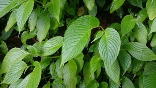 Asymmetrical leaves?