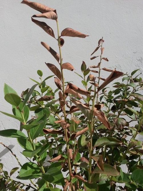 What's going on with this blueberry bush?