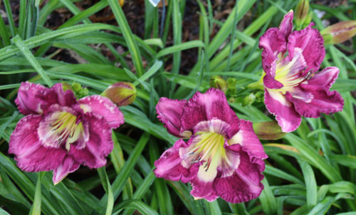 Some of Ron Reimer's and a Few Others from Today