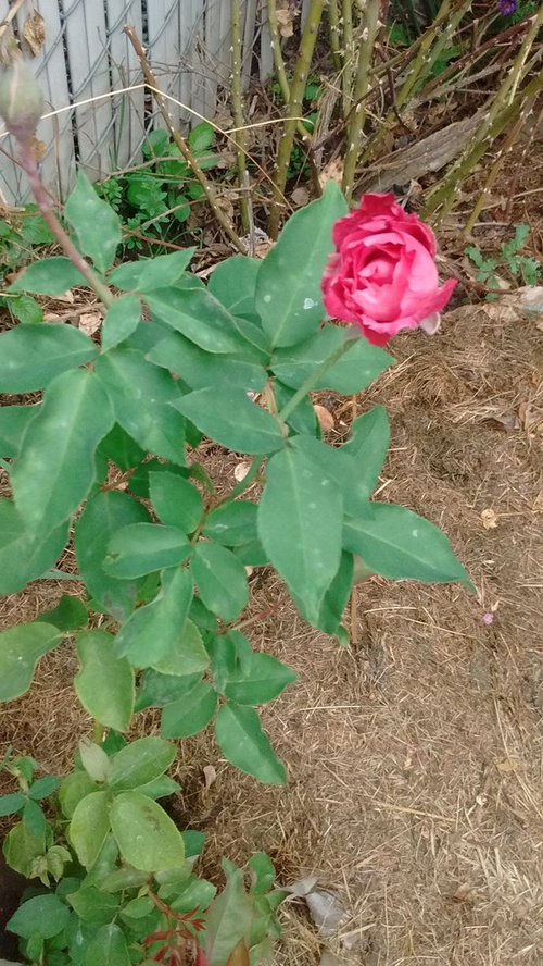 Late summer roses