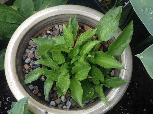 Shiny-leaved Hosta | Houzz Forum