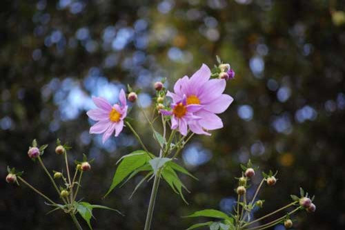 purple/pink flower, 8 petals