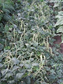Bush type cowpeas?