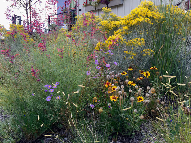 Plant Rubber Rabbitbrush for Its Brilliant Blaze of Gold in Fall