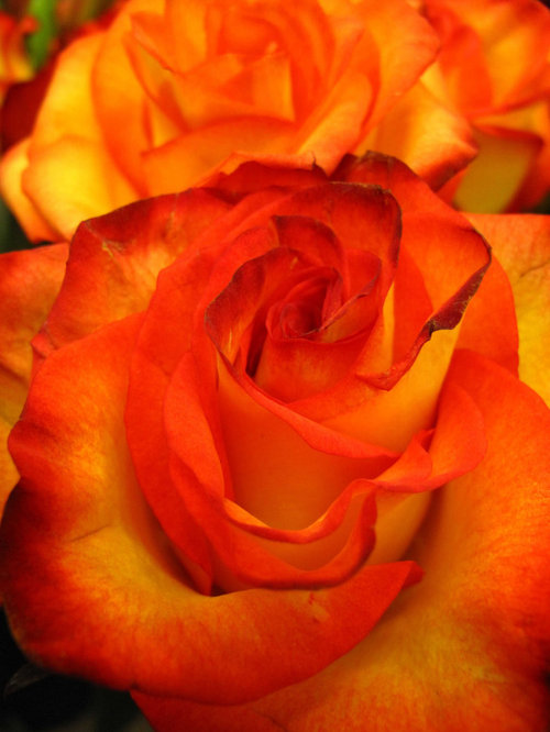 Flaming orange yellow bicolor rose ID.