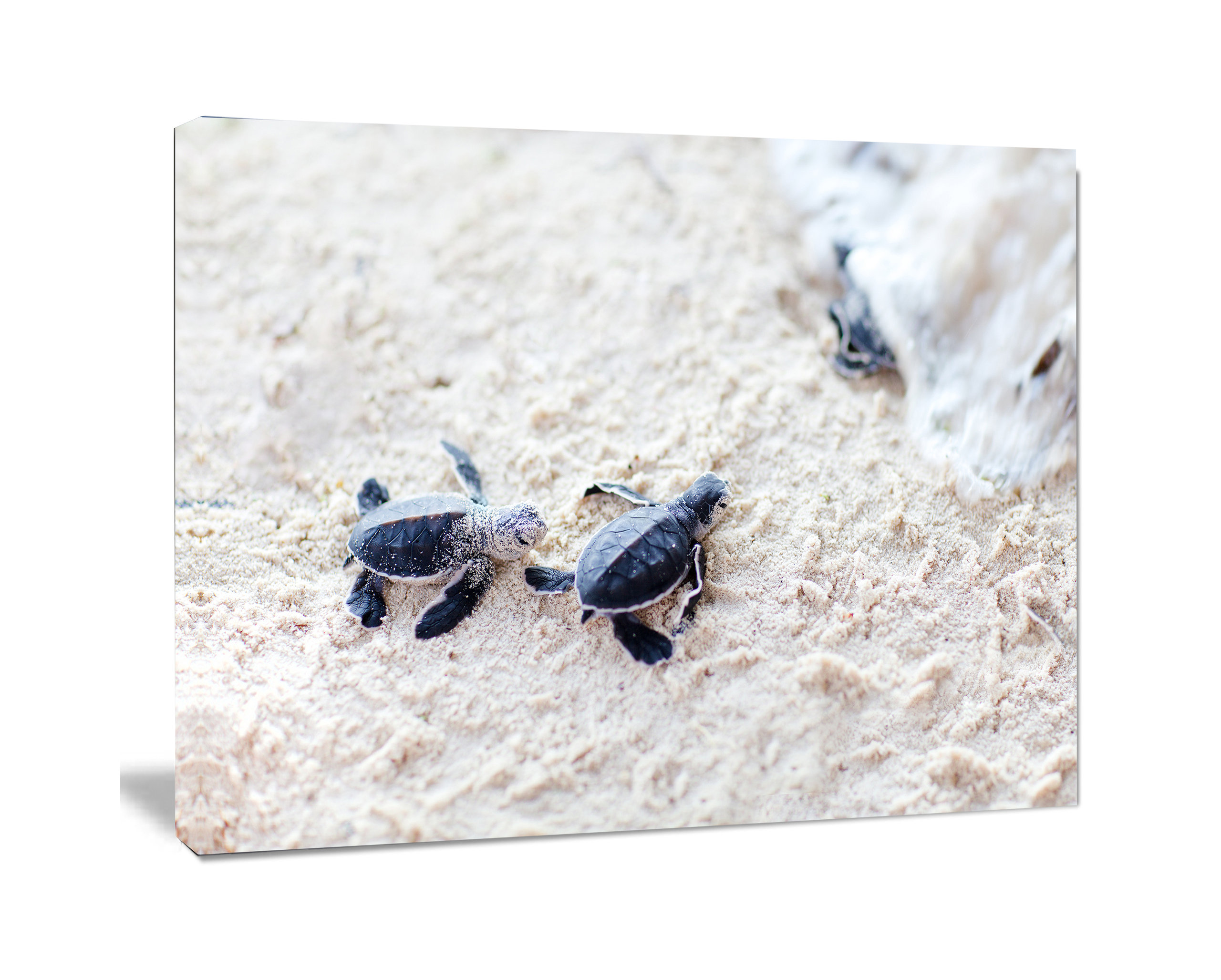 Designart - Baby Green Turtles on Sand - Oversized Animal Wall Art, 60 ...