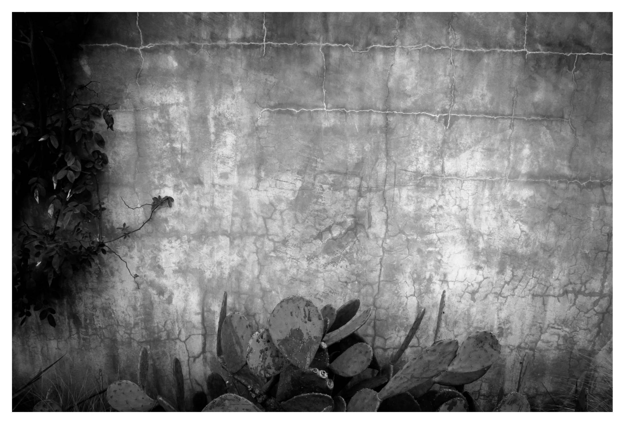 AUSTIN CACTUS, 24x16 - Southwestern - Prints And Posters - by Kuchi Kuu ...