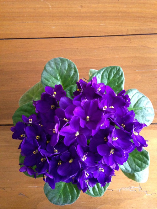 A Happy Violet