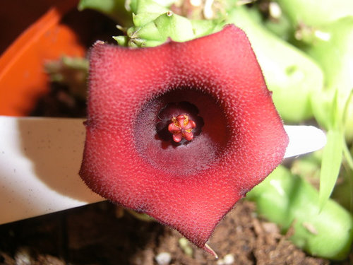 My First Stinky Flower :)