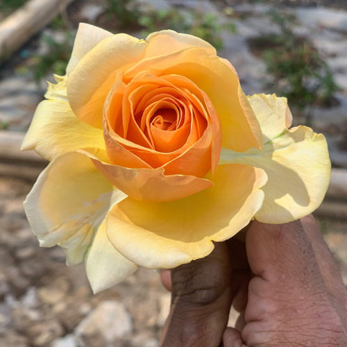 Rosa “Beautiful Day”