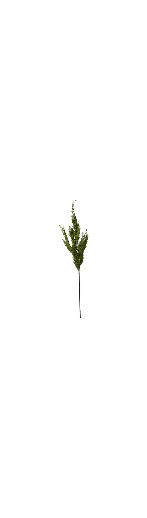 30" Cedar Spray - Traditional - Artificial Plants And Trees - by WORTH ...