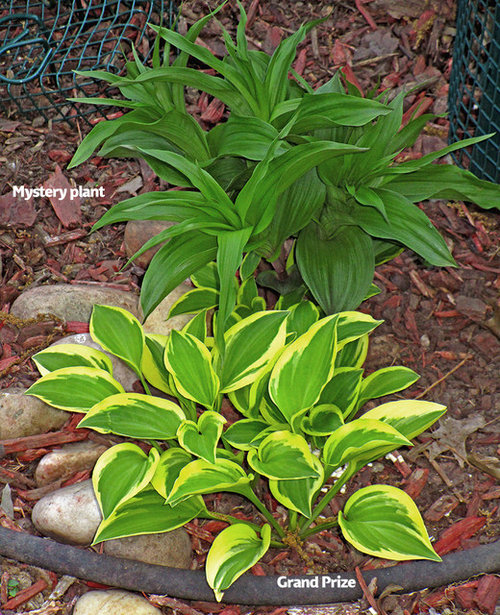 What on earth is the dark green plant behind my hosta Grand Prize?