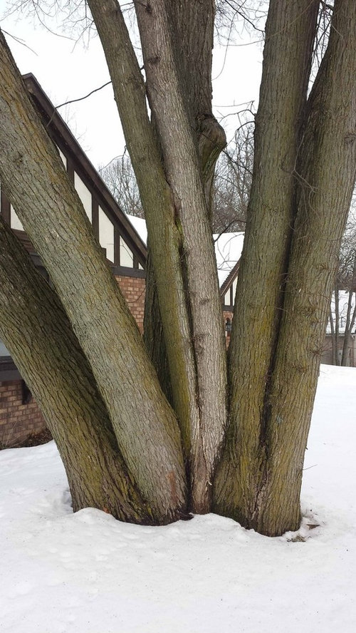 Identify this clumping tree in winter?