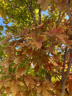 Sun scald and early leaf loss on Autumn Blaze maple tree