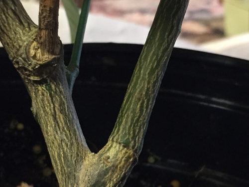 Identifying graft lines?