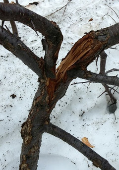 HELP! Brookgold plum tree split in half