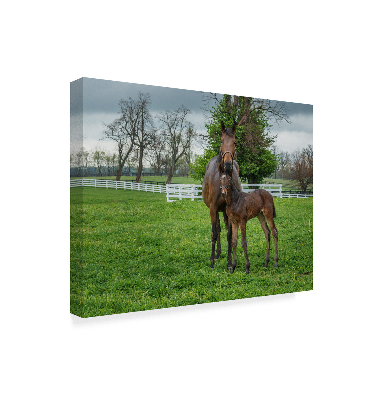 Galloimages Online 'Mare And Foal 2' Canvas Art, 24"x18" - Farmhouse ...