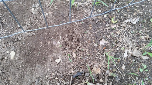 Is this groundhog damage?